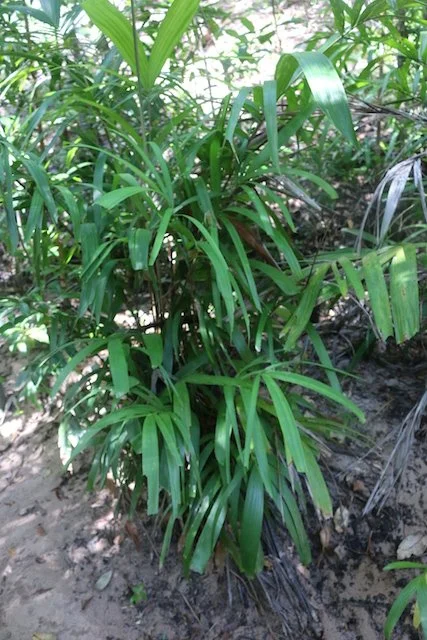 Hydriastele wendlandiana (Florence Falls Palm) — Territory Native Plants