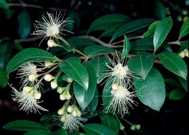 Syzygium australe (Resilience) — Territory Native Plants