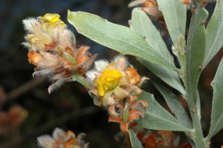 Jacksonia dilatata (Jacksonia) — Territory Native Plants