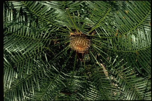 Cycas armstrongii (Darwin Cycad/Fire Fern) — Territory Native Plants