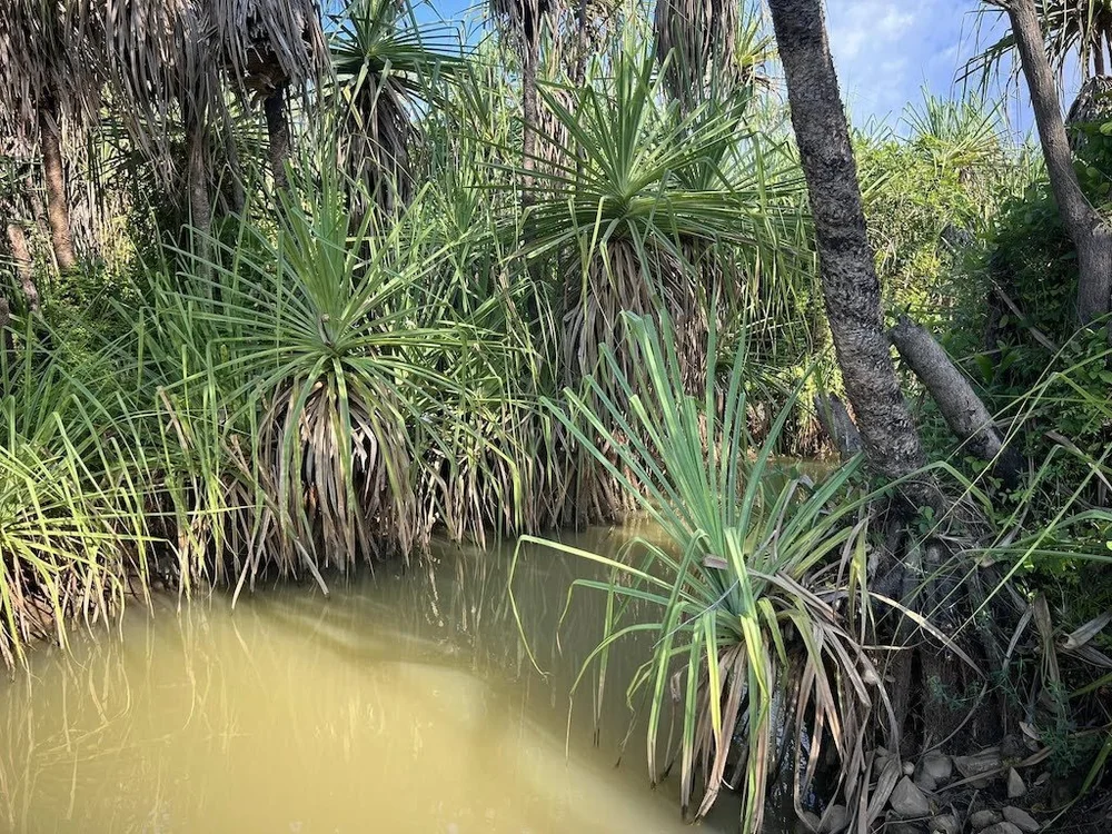 Pandanus aquaticus (River Pandanus) — Territory Native Plants