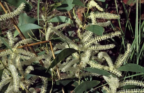 Acacia oncinocarpa (Hook-Fruit Wattle) — Territory Native Plants
