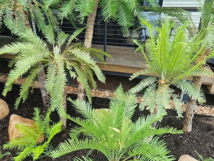 Cycas armstrongii (Darwin Cycad/Fire Fern) — Territory Native Plants