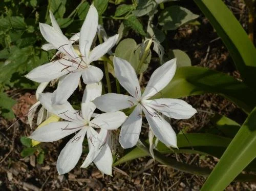 Crinum arenarium (Field Lily) — Territory Native Plants