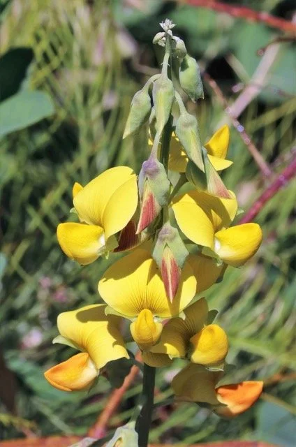 Crotalaria retusa (Wedge-Leaf Rattlepod) — Territory Native Plants