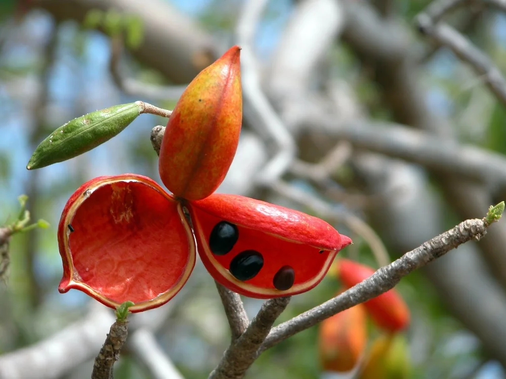 Sterculia quadrifida (Native Peanut) — Territory Native Plants
