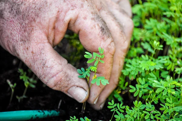 How to grow Darwin Native Plants — Territory Native Plants