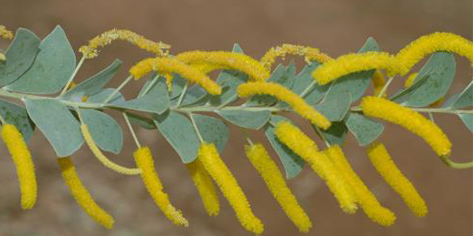 Darwin and NT Native Plants — Territory Native Plants
