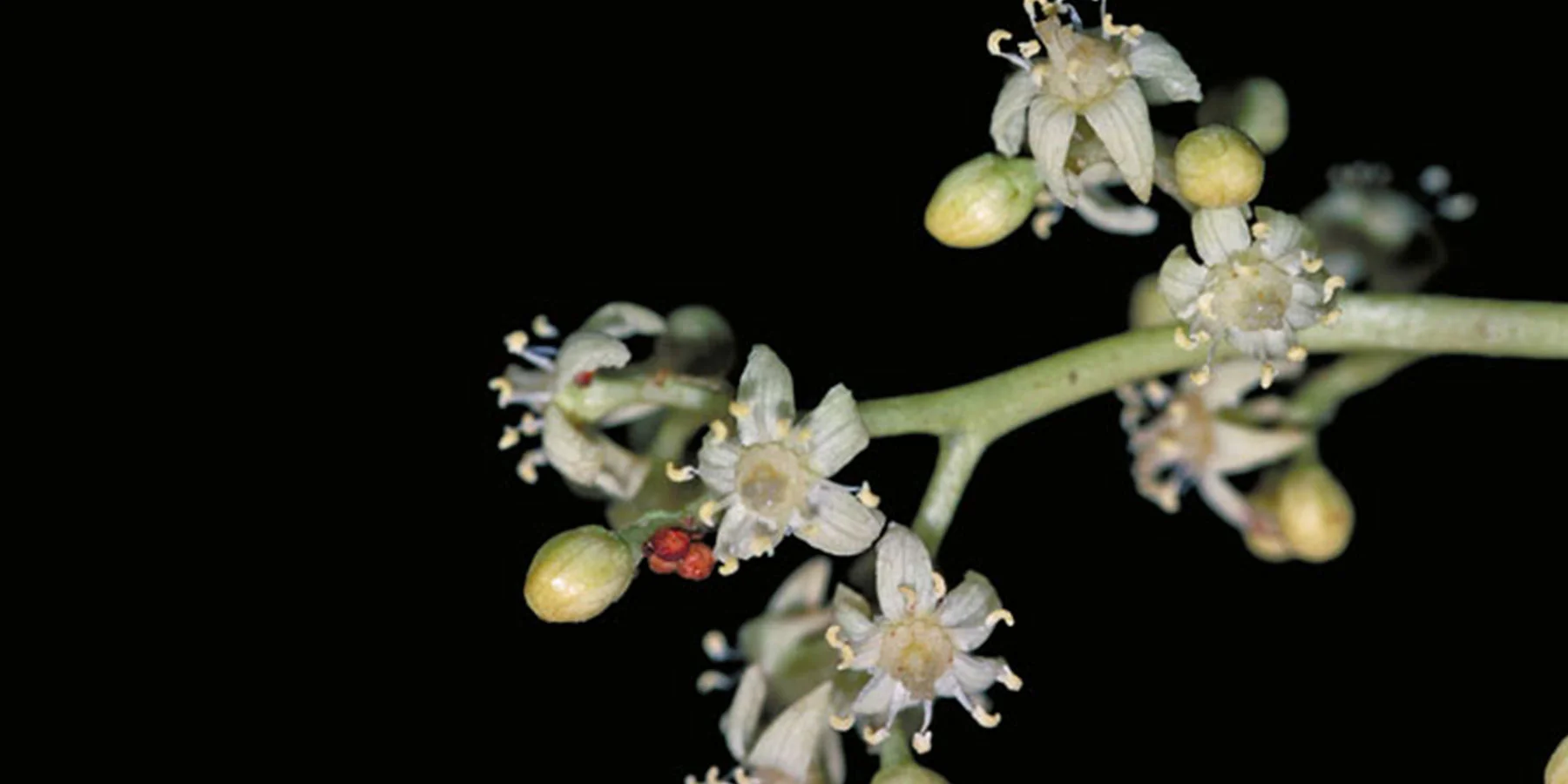 Darwin and NT Native Plants — Territory Native Plants