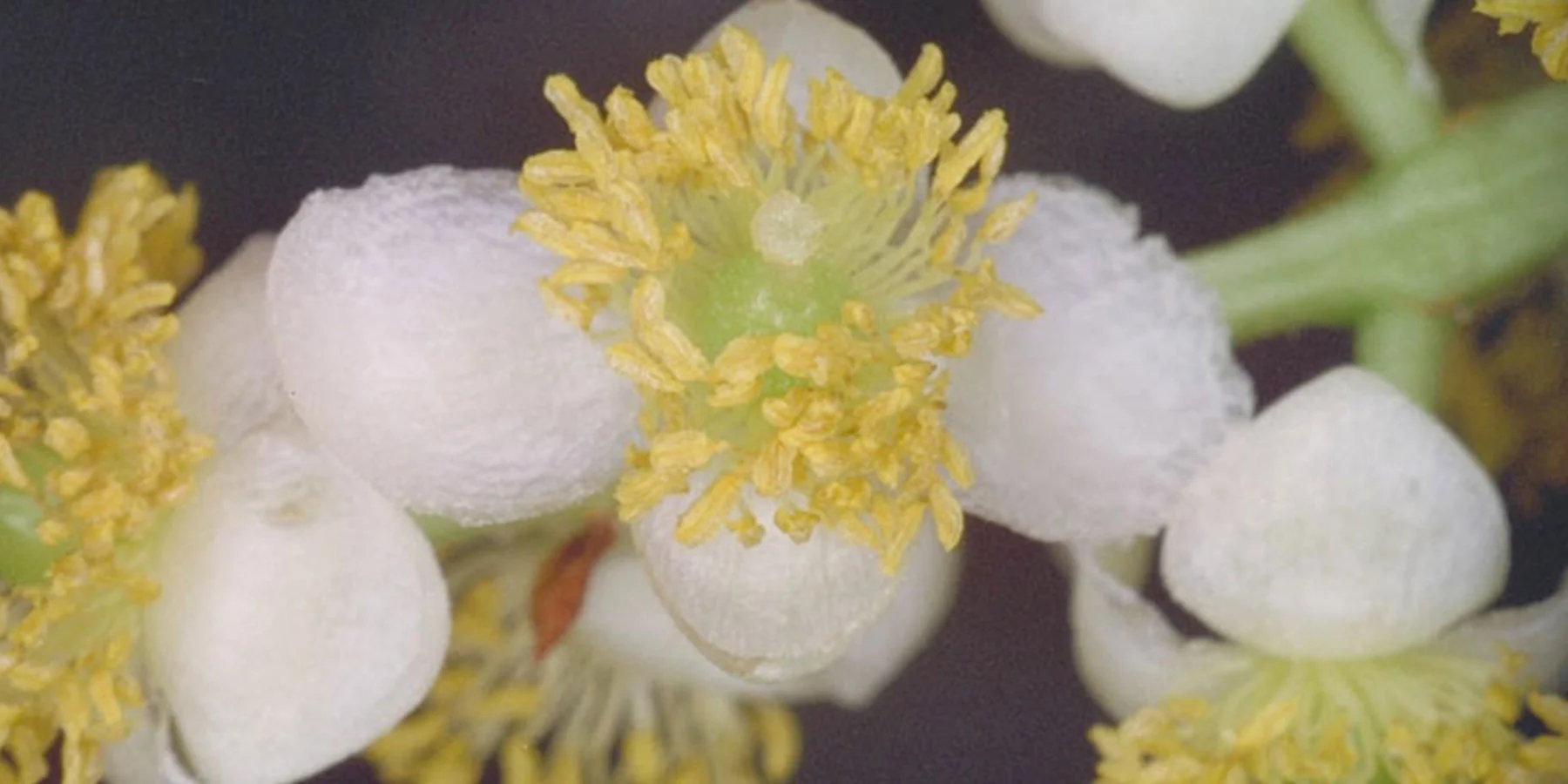 Cyclone Resistant — Territory Native Plants