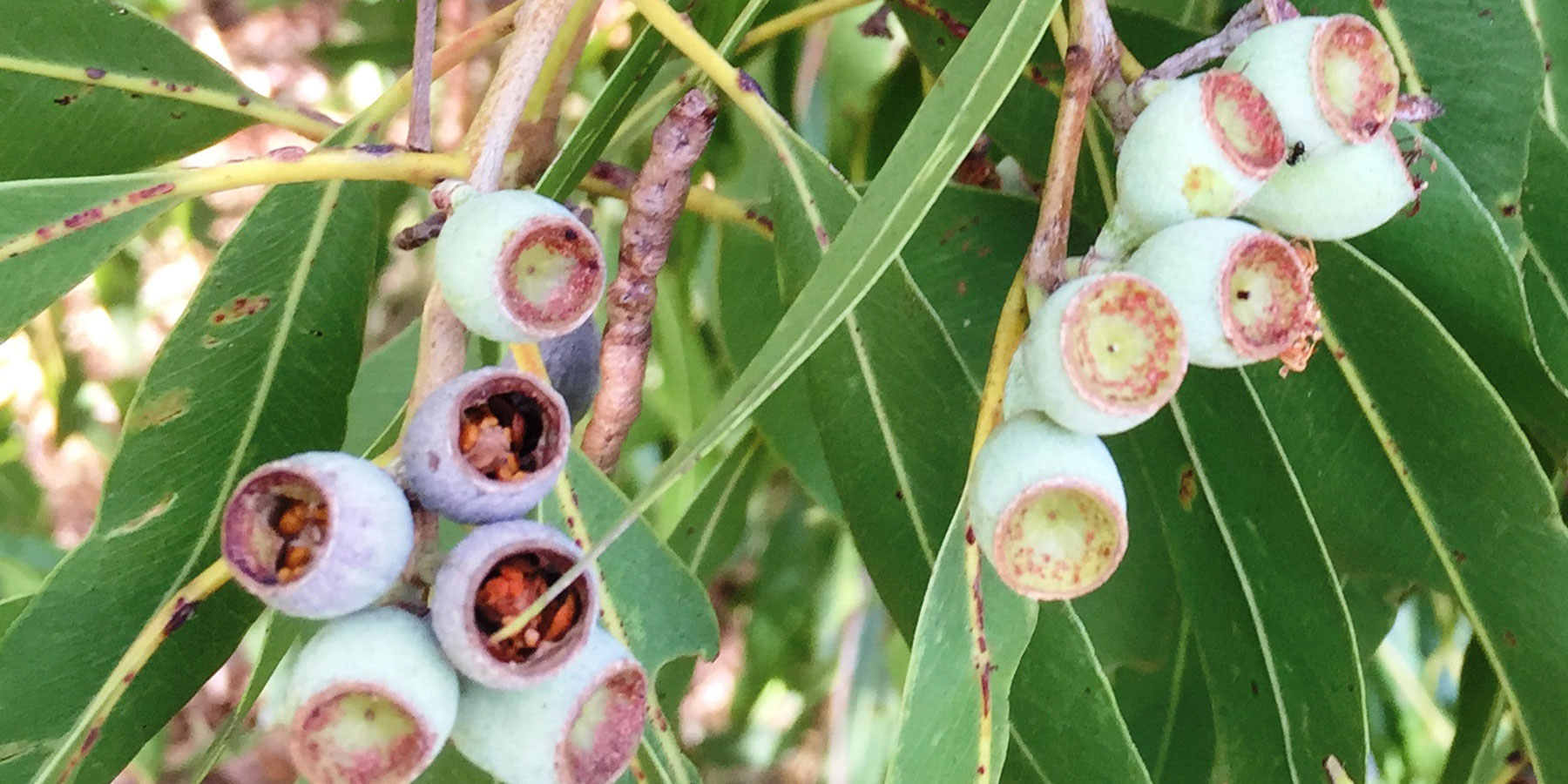 Cyclone Resistant — Territory Native Plants