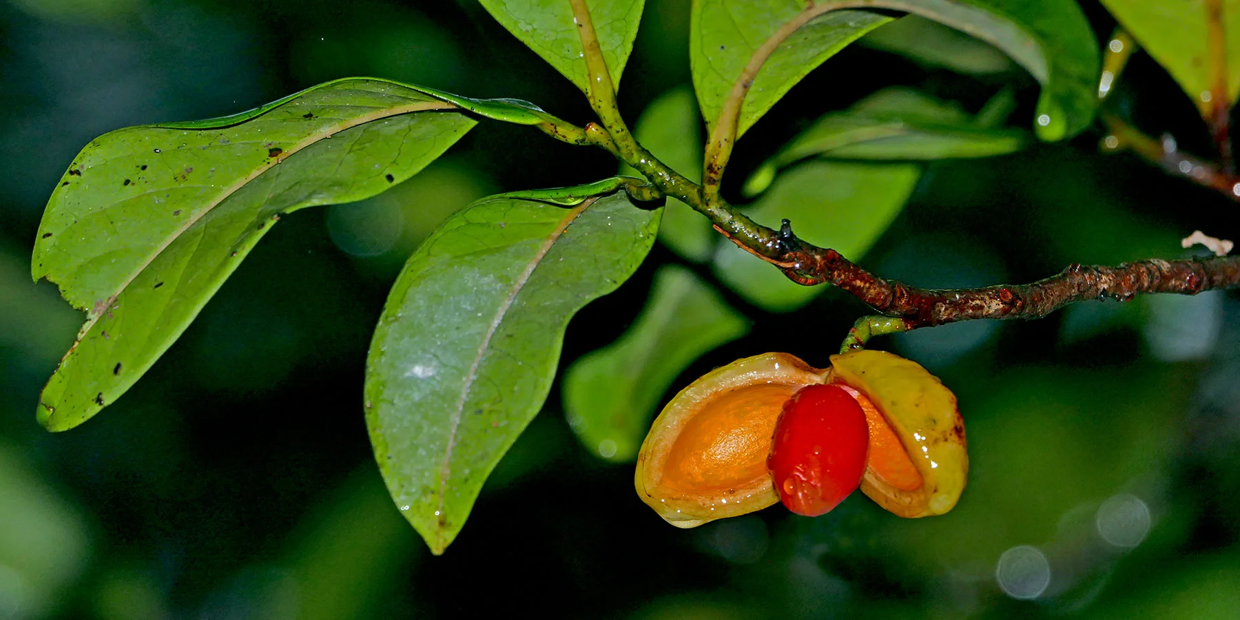 Edible Fruits — Territory Native Plants