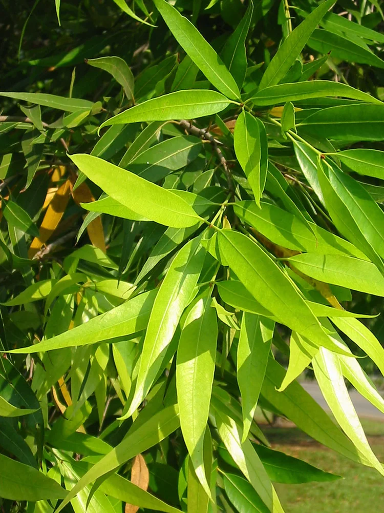 Allosyncarpia ternata (Anbinik) — Territory Native Plants