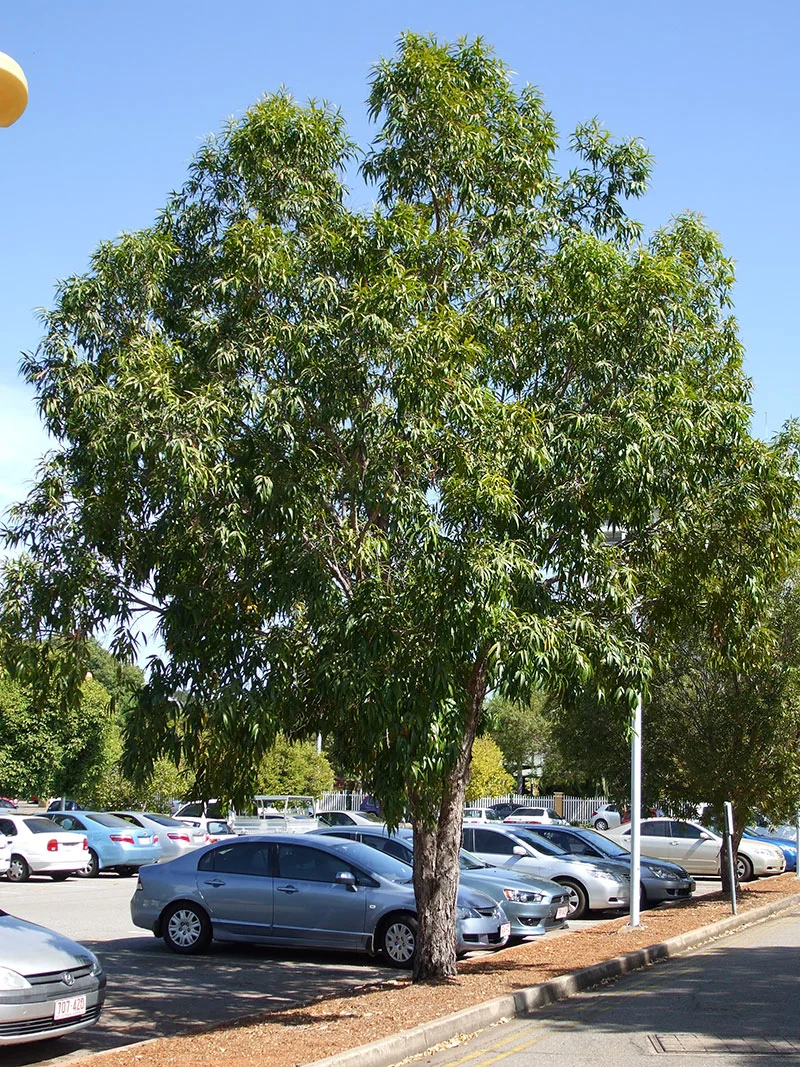 Allosyncarpia ternata (Anbinik) — Territory Native Plants
