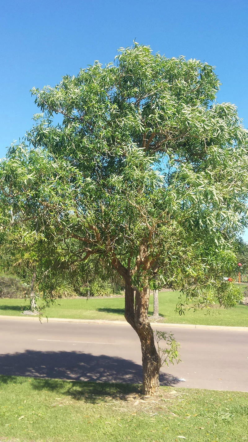 Alstonia actinophylla (Northern Milkwood) — Territory Native Plants