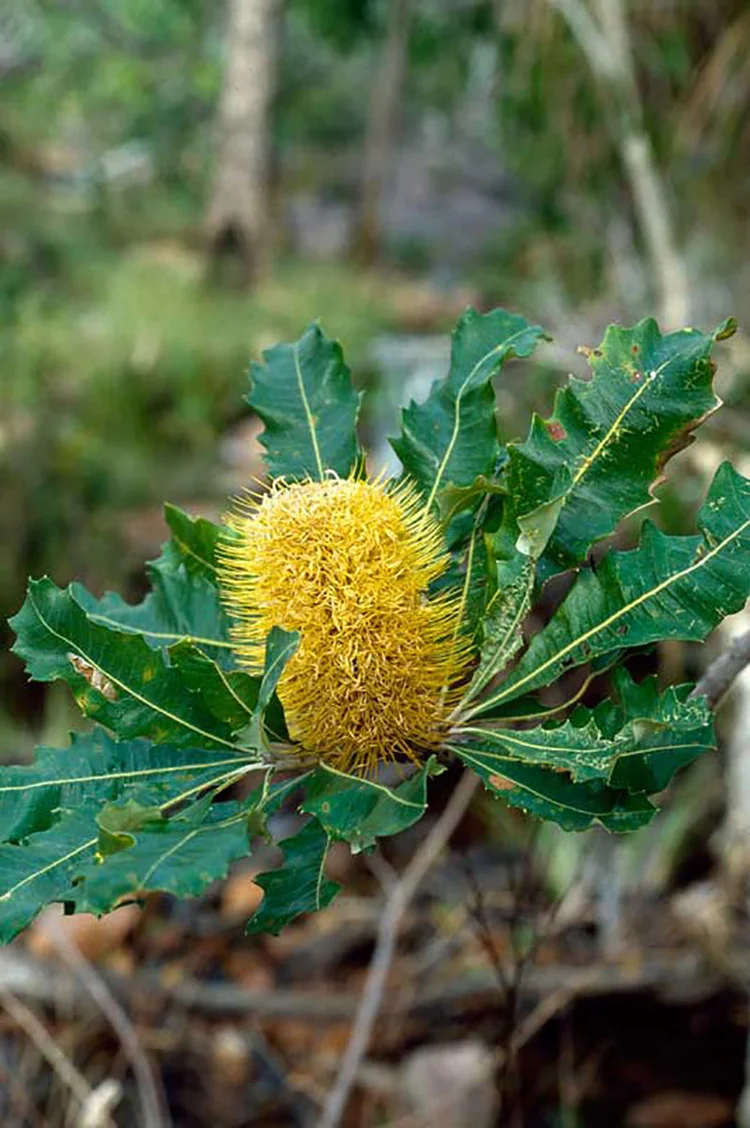 Banksia dentata (NT Banksia) — Territory Native Plants