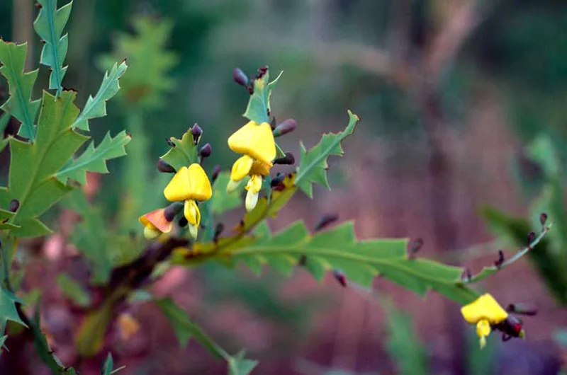 Bossiaea bossiaeoides (Holly-leaved Pea Flower) — Territory Native Plants