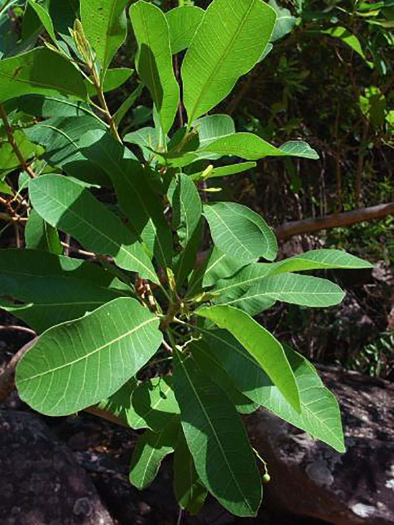 Buchanania arborescens (Little gooseberry) — Territory Native Plants