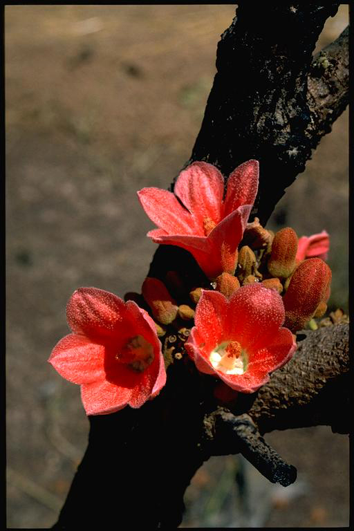 Brachychiton megaphyllus (Red-flowered kurrajong) — Territory Native Plants