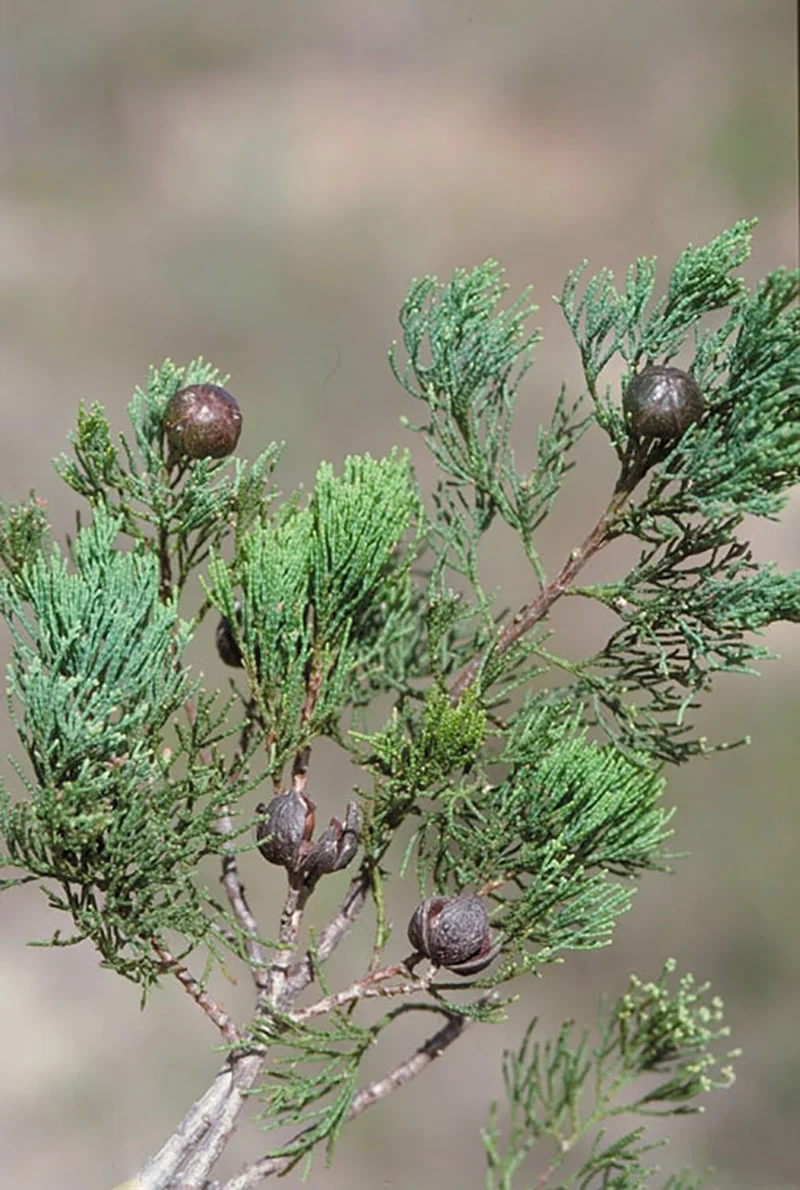 Callitris intratropica (Northern Cypress Pine) — Territory Native Plants