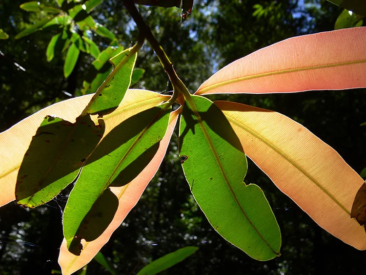 Calophyllum sil (Forest Shade) — Territory Native Plants