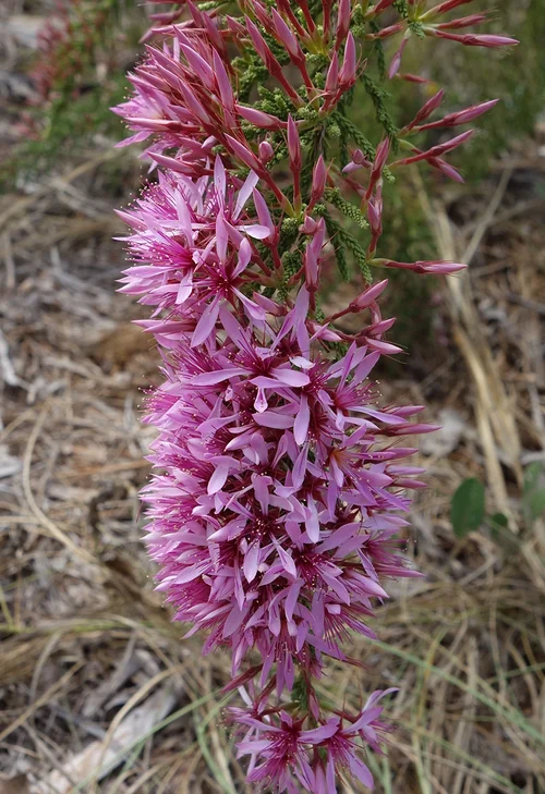 Calytrix exstipulata (Pink Turkey Bush) — Territory Native Plants