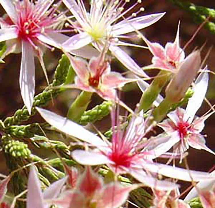 Calytrix exstipulata (Pink Turkey Bush) — Territory Native Plants