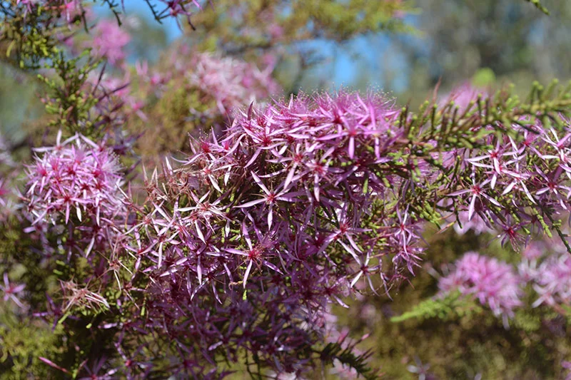 Calytrix exstipulata (Pink Turkey Bush) — Territory Native Plants
