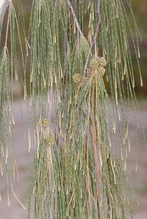 Casuarina equisetifolia (Coastal She-Oak) — Territory Native Plants