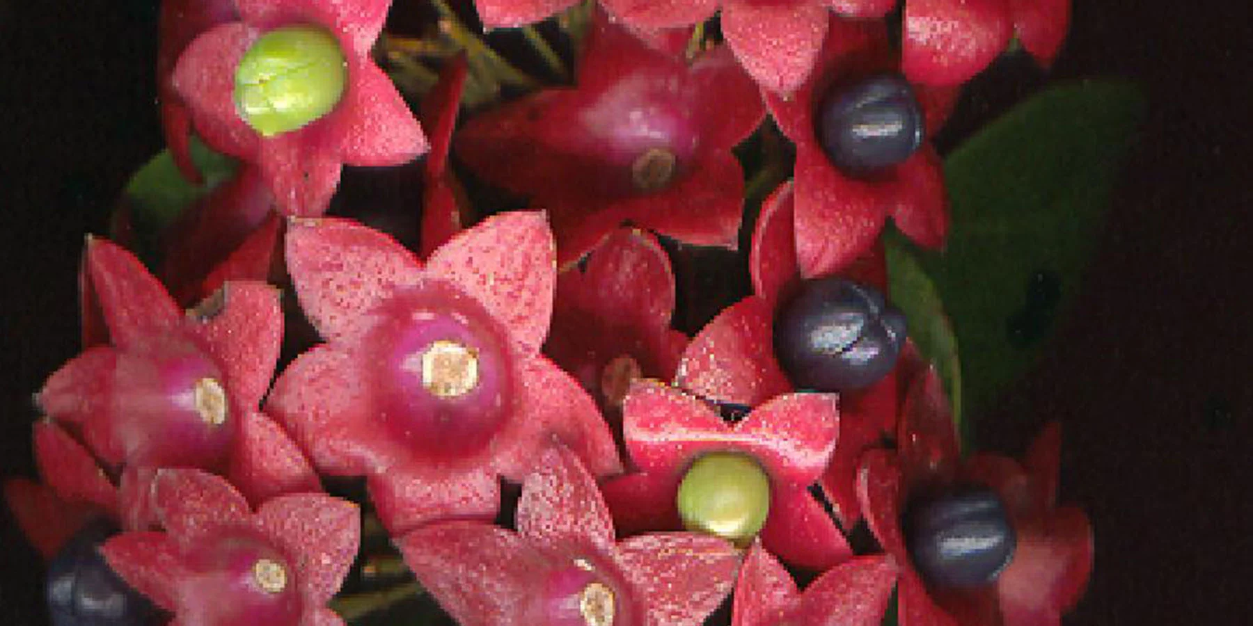 Clerodendrum floribundum (Lolly Bush) — Territory Native Plants