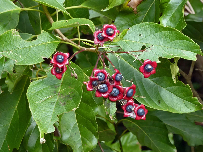 Clerodendrum floribundum (Lolly Bush) — Territory Native Plants