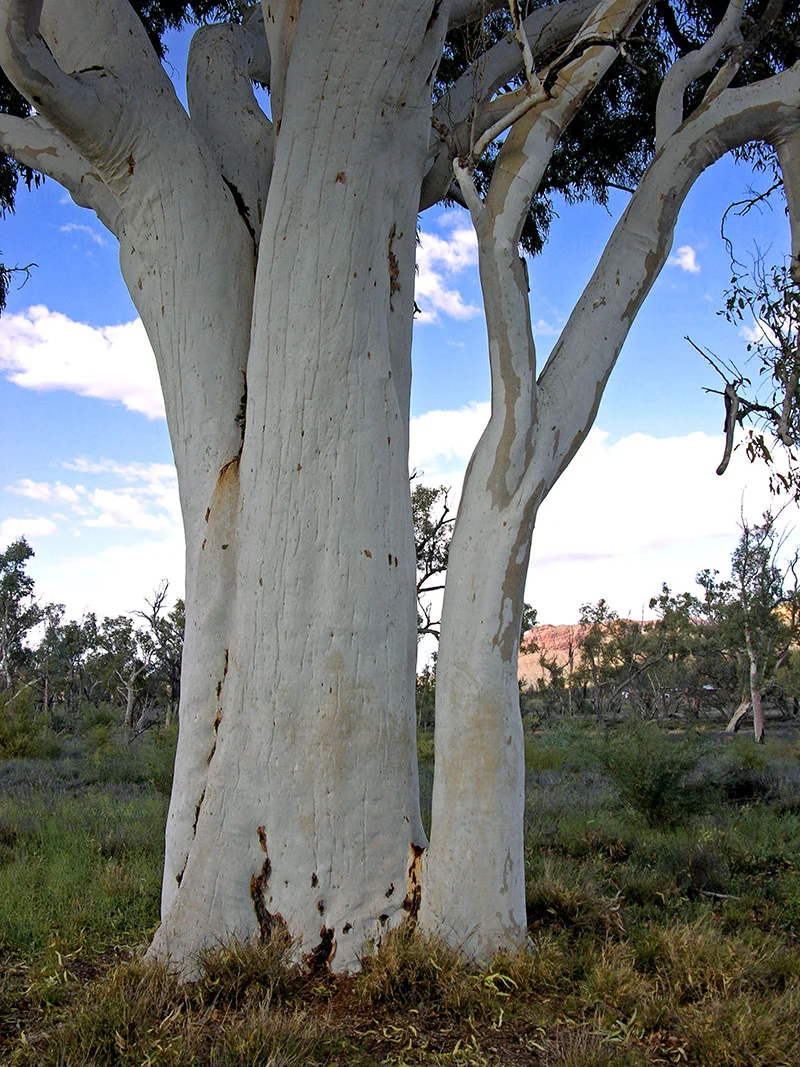 Corymbia bella (Ghost Gum) — Territory Native Plants