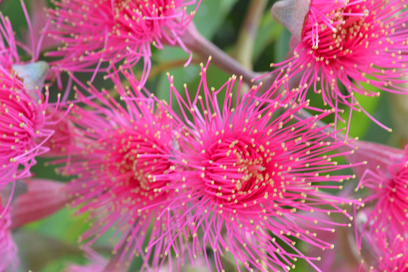 Corymbia ptychocarpa (Swamp Bloodwood) — Territory Native Plants