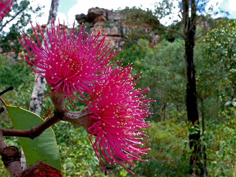 Corymbia ptychocarpa (Swamp Bloodwood) — Territory Native Plants