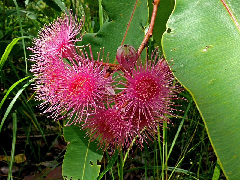 Corymbia ptychocarpa (Swamp Bloodwood) — Territory Native Plants