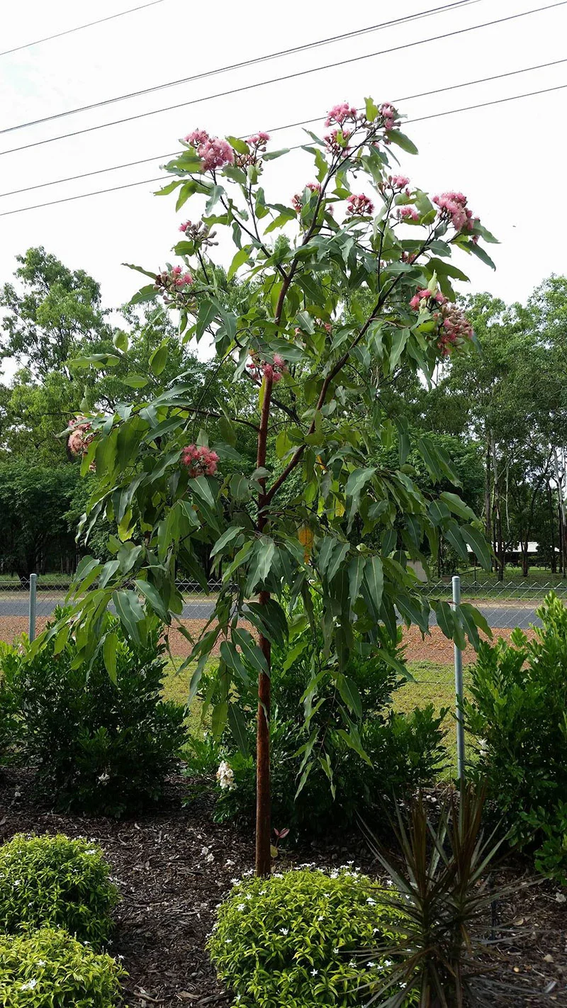 Corymbia ptychocarpa (Swamp Bloodwood) — Territory Native Plants