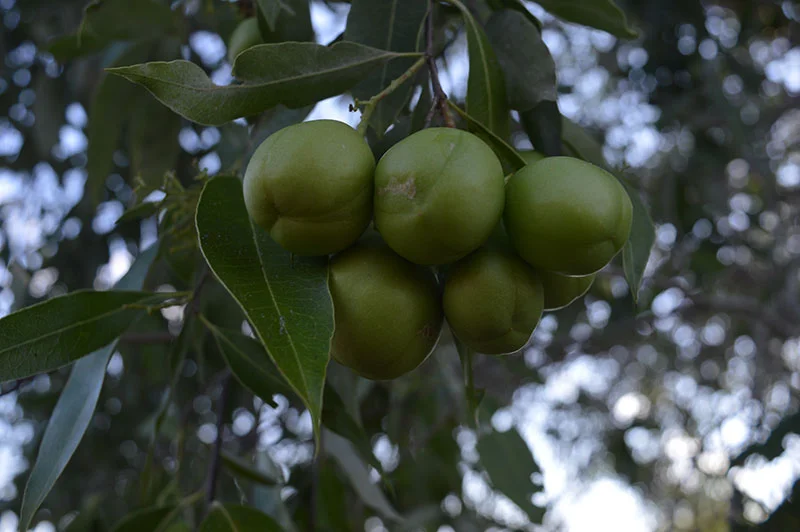 Denhamia obscura (Wooodland Feature) — Territory Native Plants