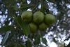 Denhamia obscura (Wooodland Feature) — Territory Native Plants
