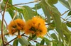 Eucalyptus phoenicea (Scarlet gum) — Territory Native Plants