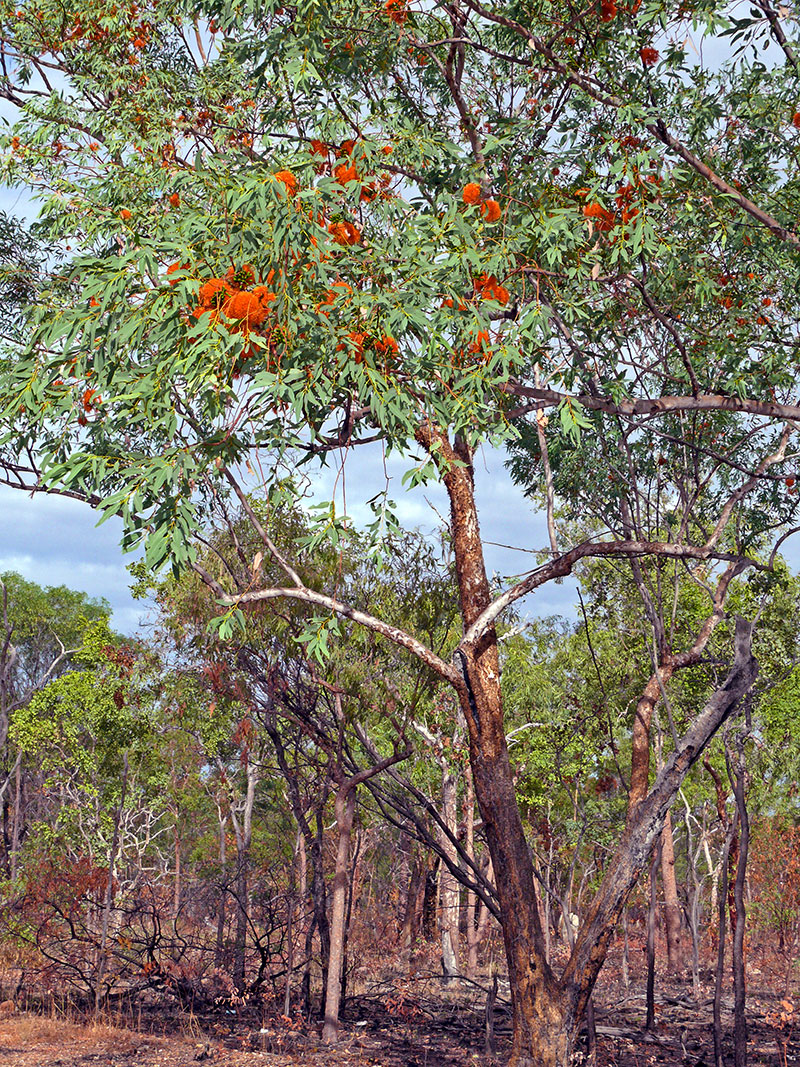 Eucalyptus phoenicea (Scarlet gum) — Territory Native Plants
