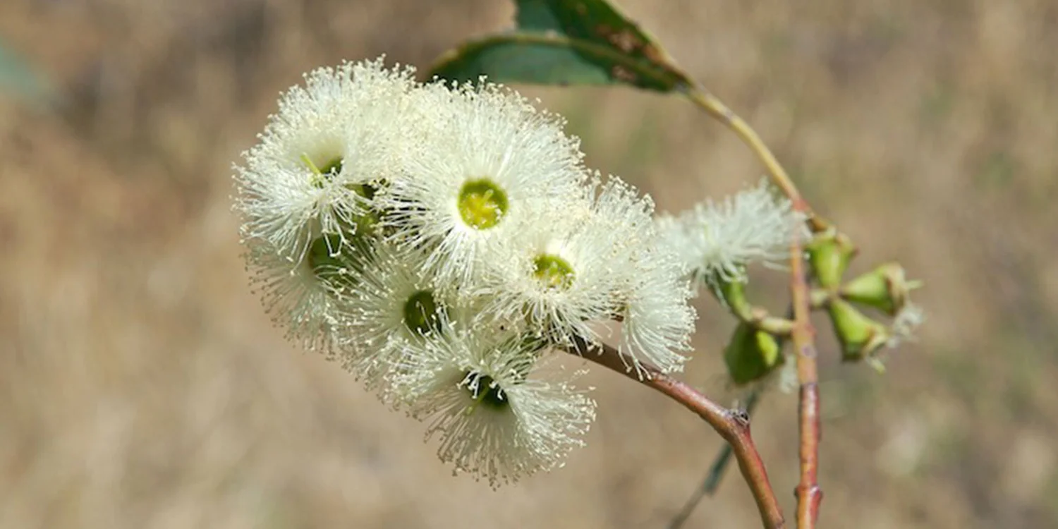 Eucalyptus tetrodonta (Stringybark) — Territory Native Plants