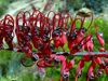 Grevillea dryandri (Dryandri) — Territory Native Plants