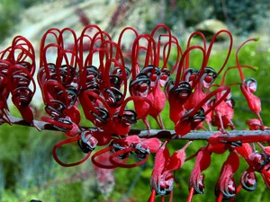Grevillea dryandri (Dryandri) — Territory Native Plants