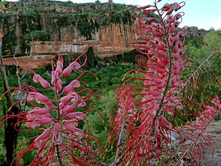 Grevillea dryandri (Dryandri) — Territory Native Plants