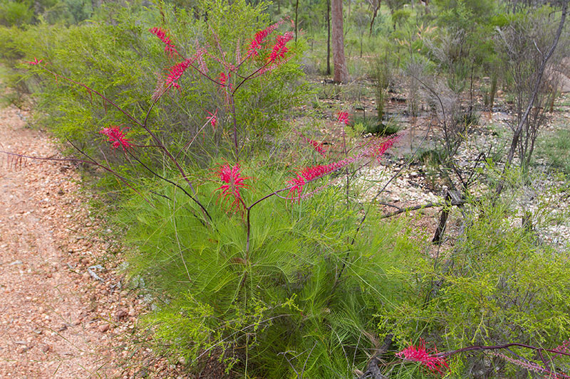 Grevillea dryandri (Dasycarpa) — Territory Native Plants