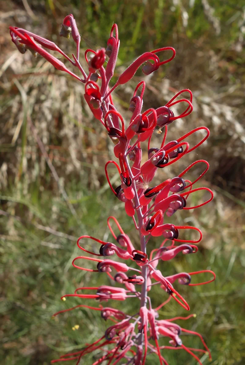 Grevillea dryandri (Dryandri) — Territory Native Plants