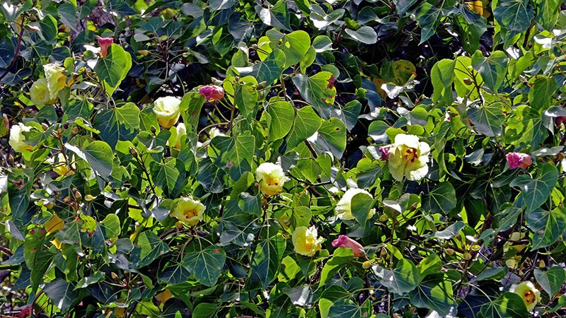 Hibiscus tiliaceus (Beach Hibiscus) — Territory Native Plants