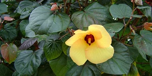 Hibiscus tiliaceus rubra (Red Beach Hibiscus) — Territory Native Plants