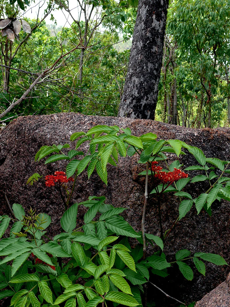 Leea rubra (Red Rubra) — Territory Native Plants