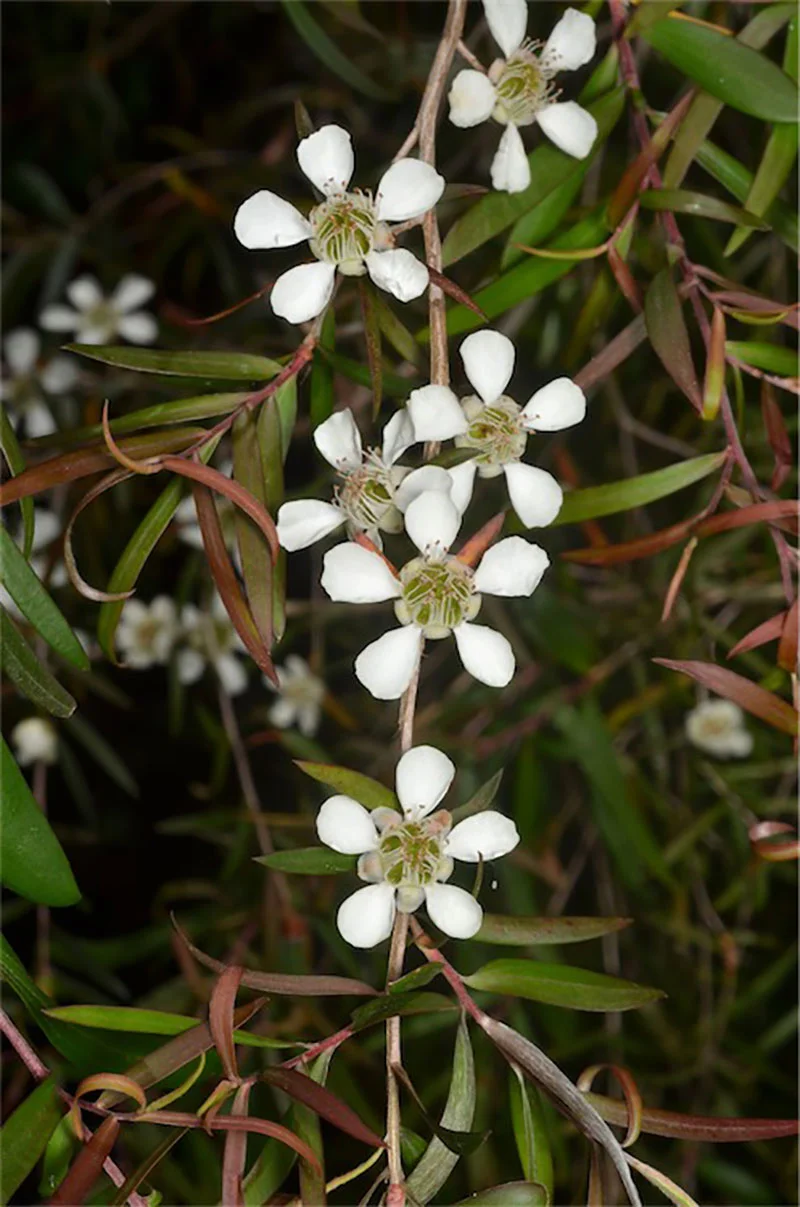 Leptospermum madidum (Weeping Tea Tree) — Territory Native Plants
